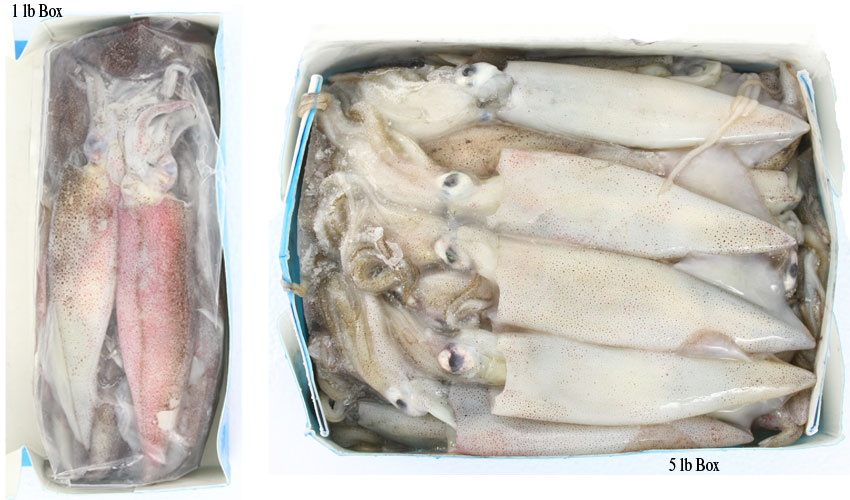 Squid - Baitmasters of South Florida